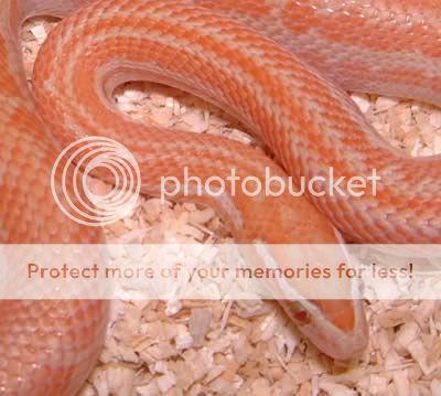 Albino House Snake Photos | Reptile Forums