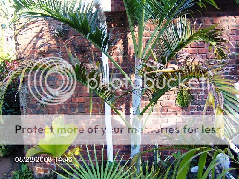 Deficiency - DISCUSSING PALM TREES WORLDWIDE - PalmTalk