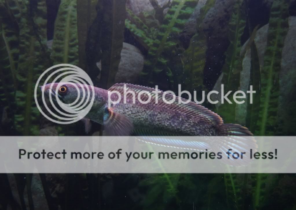 My new snakehead channa cf barca | MonsterFishKeepers.com