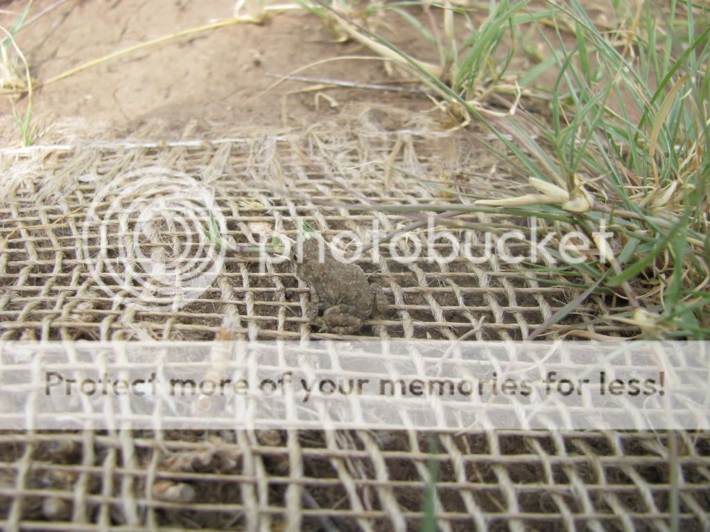 It's not the camera..... - Field Herp Forum