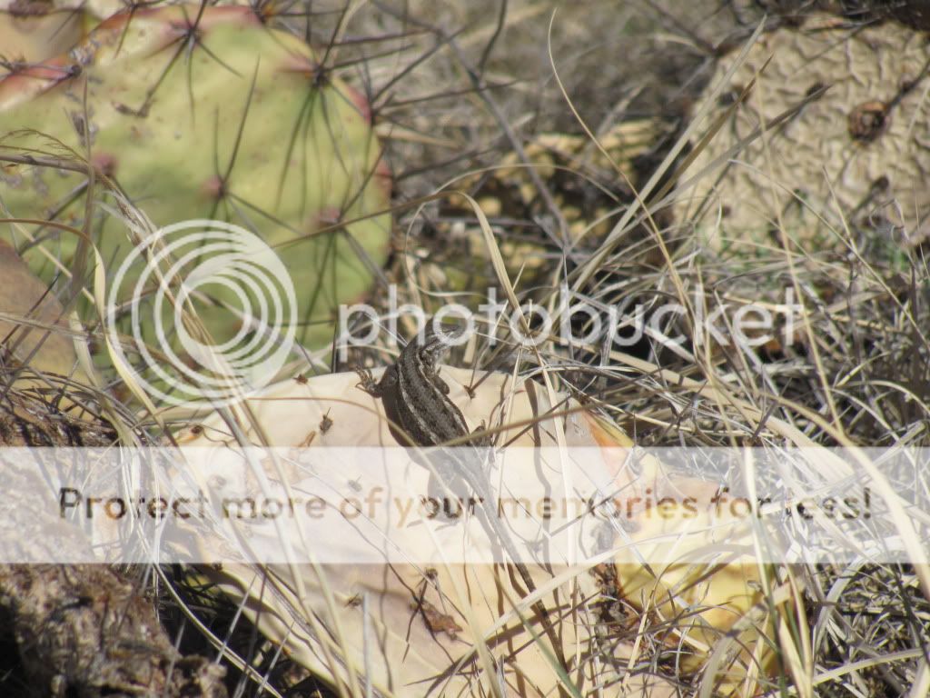 Why is my camera data FUBAR'd? - Field Herp Forum