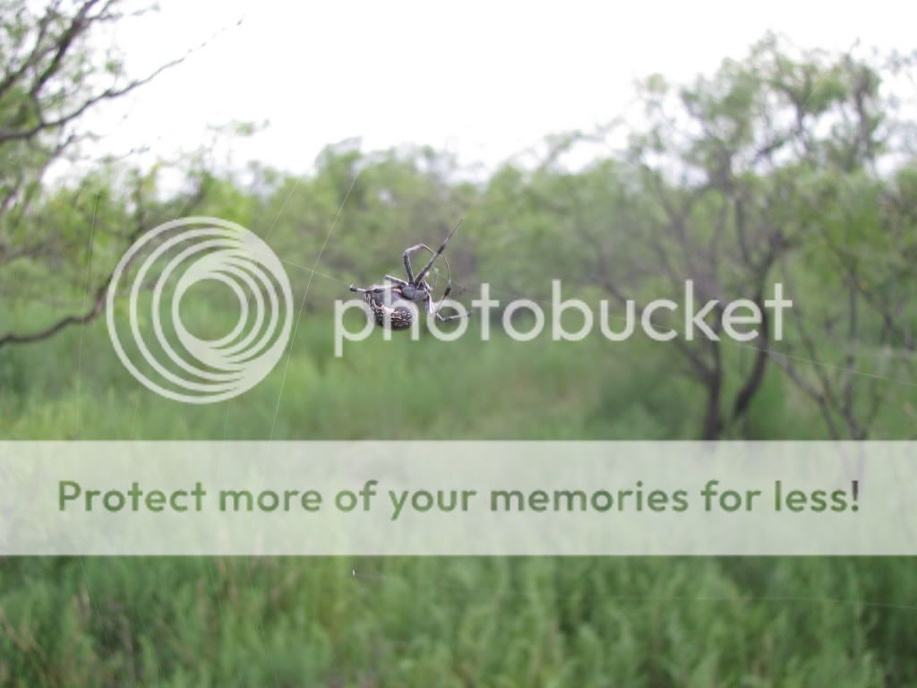 It's not the camera..... - Field Herp Forum