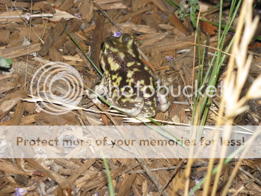 New Herper, Camera Help! - Field Herp Forum