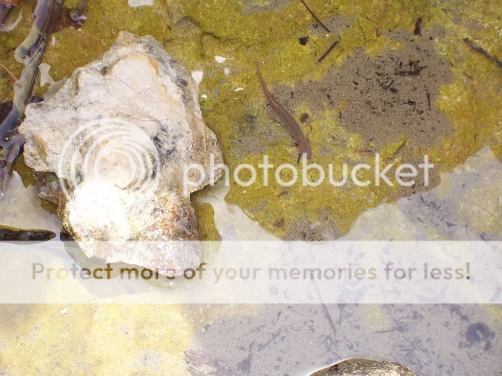 It's not the camera..... - Field Herp Forum