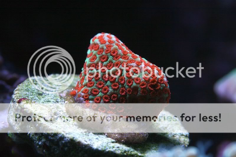 Monti ShowOff thread... | REEF2REEF Saltwater and Reef Aquarium Forum