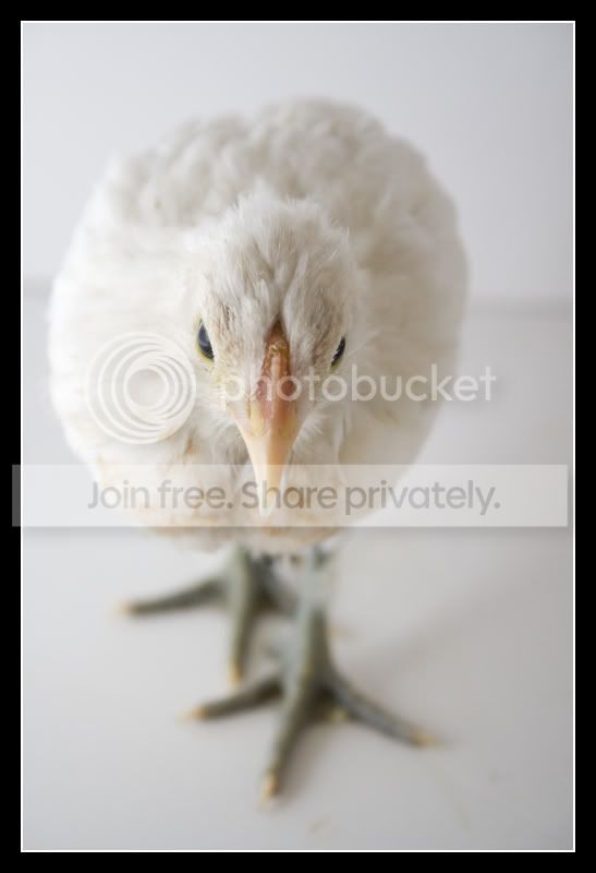5Wk's EE and Silkie... Roos???? | BackYard Chickens - Learn How to ...