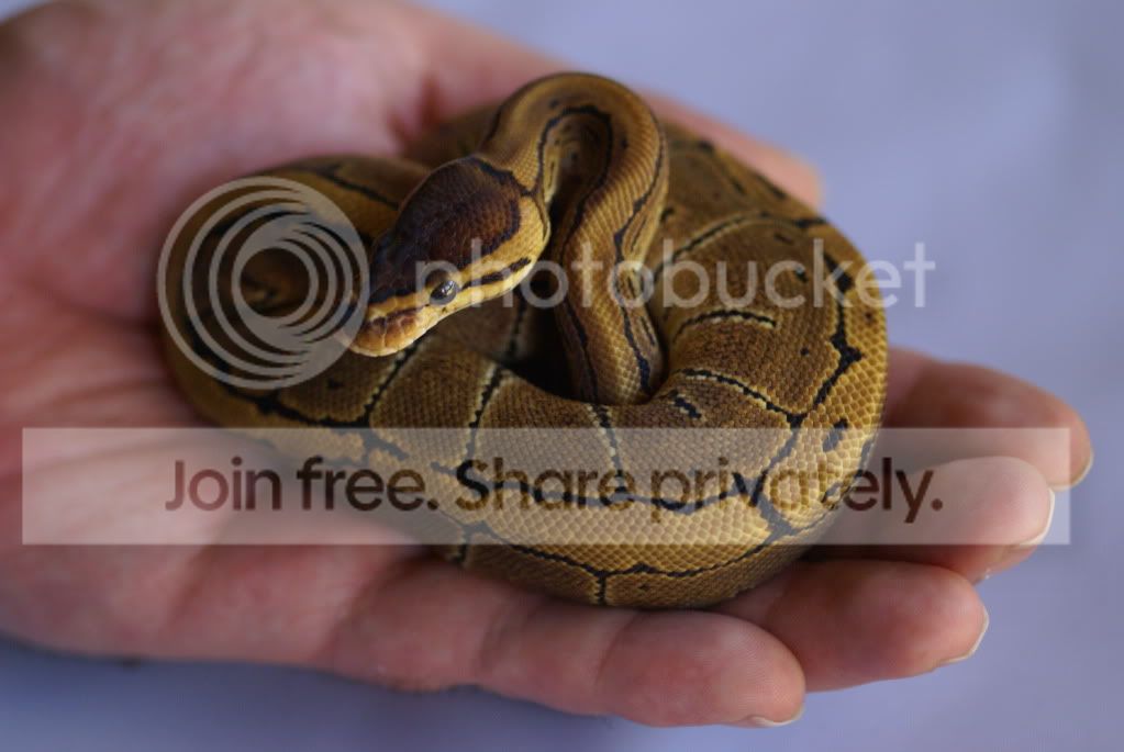 2012 Royal Python hatchling pics, post here! | Page 2 | Reptile Forums