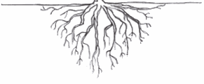 Tree Roots Animated Gifs | Photobucket